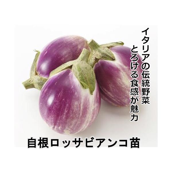 【発売日：2026年03月15日】9cmポット-    ヘタは鮮やかな緑色で果色は、赤紫と白のマーブルが美しい。    果形は短卵の大型種で直径10〜12cmで収穫します。    草勢は強く、着果も良好。肉質は極めて緻密でアクが少ない。  ...