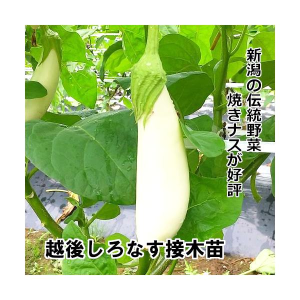 【発売日：2026年03月15日】9cmポット　-青枯病に強い台木用なす「台太郎」を使用した育てやすい苗です。ヘタは鮮やかな緑色で果色は白のコントラストが美しい。果形は15〜20cmの長卵形。100〜120gが食べごろ。甘味があり肉質は極め...
