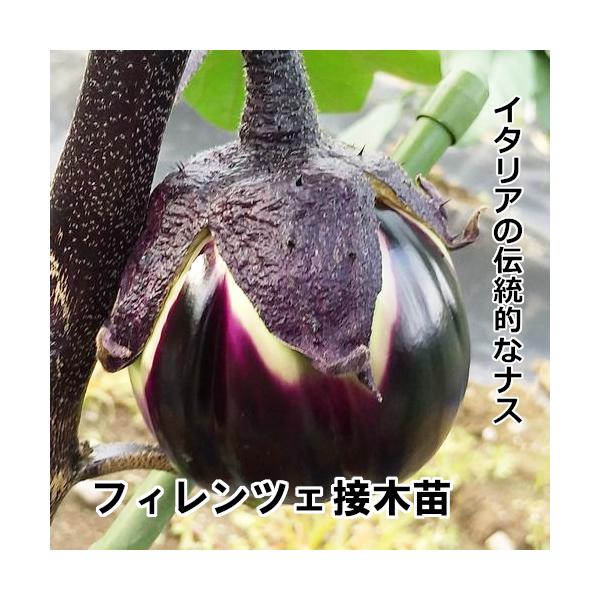 【発売日：2026年03月15日】※購入前の確認※ 本品種は先端が分岐しやすい特性があり、二股・三股の苗をお届けする場合があります。 脇芽を主枝にして問題なく収穫いただけますので、品種特性としてご了承の上、お買い求めください。9cmポット　...