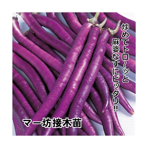 【発売日：2026年03月15日】9cmポット　-見慣れた茄子紺とはひと味違う、赤紫色の長ナスです。油との相性がよく、炒めるとトロッとした食感が楽しめます。その名のとおり「麻婆茄子」などの炒め物にぴったり！揚げたり焼いたりしてもとてもおいし...