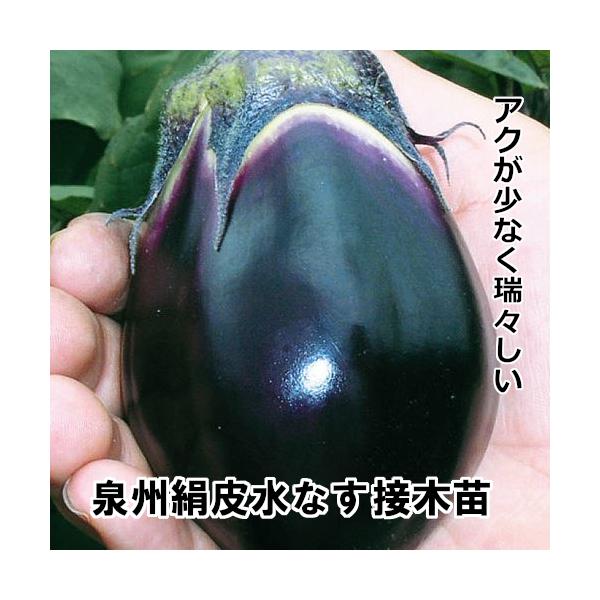 【発売日：2026年03月15日】9cmポット　-おいしく味わうには150g前後で収穫するのがコツ。ぬか漬けは柔らかく、かんだ瞬間みずみずしい風味。水ナスは土壌が乾燥し過ぎると、皮が硬くなることがあるので、こまめに水やりを。