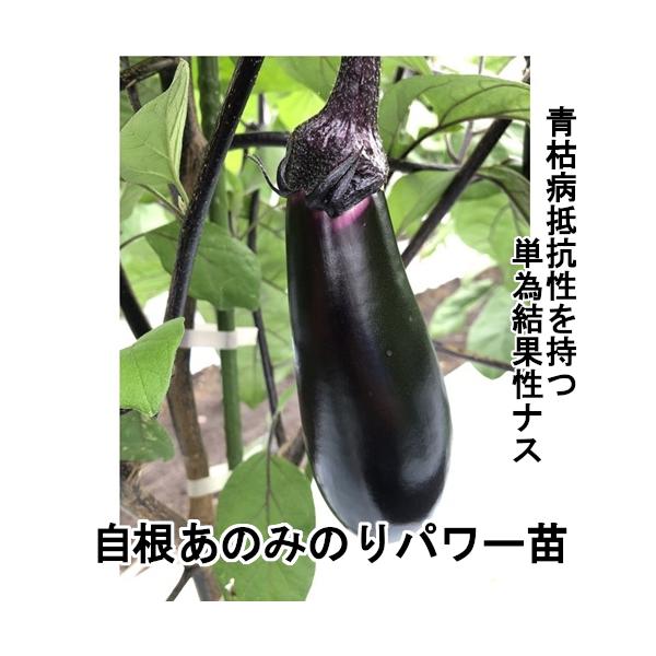 【発売日：2026年03月15日】9cmポット　自根苗≪露地圃場で問題となっている青枯病に対して抵抗性をもち、とげなし性で多収の作業性も良い、単為結果性ナスです。≫・青枯病抵抗性、半枯病抵抗性をもつ。・とげなし性で多収でもあることから、営利...