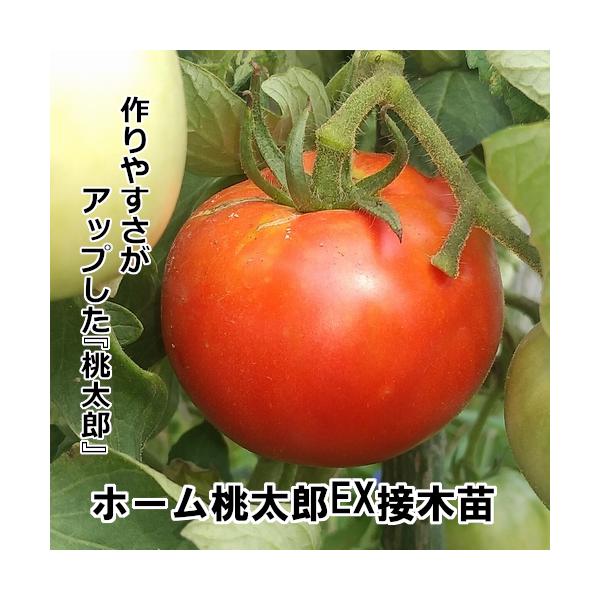 【発売日：2026年03月15日】9ｃｍポット　-台木には台木用トマト「Bバリア」使用。     着果性と作りやすさ抜群の甘熟トマト　リコピンの健康効果が注目されています。    標準的な耐病性を備え、家庭菜園でも栽培しやすい。    果重...