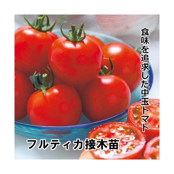 【発売日：2026年03月15日】9ｃｍ　-高糖度の中玉トマト　皮が薄く食味良好！    糖度はクラス最高レベルの7〜8度です。    果皮は薄くて歯切れが良く、口の中に残りません。    弾力性のある果肉なので、裂果が少ないのが特徴です。...