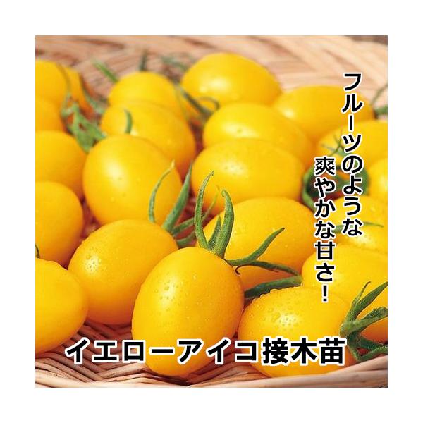 【発売日：2026年03月15日】9cm黄色ポット　-接木苗　Bバリア台木使用    果肉が厚くてゼリーが少ないプラムタイプのミニトマトです。    フルーツに近い爽やかな甘みは、トマトが苦手な人でも絶賛する美味しさ。    トマト嫌いの子...