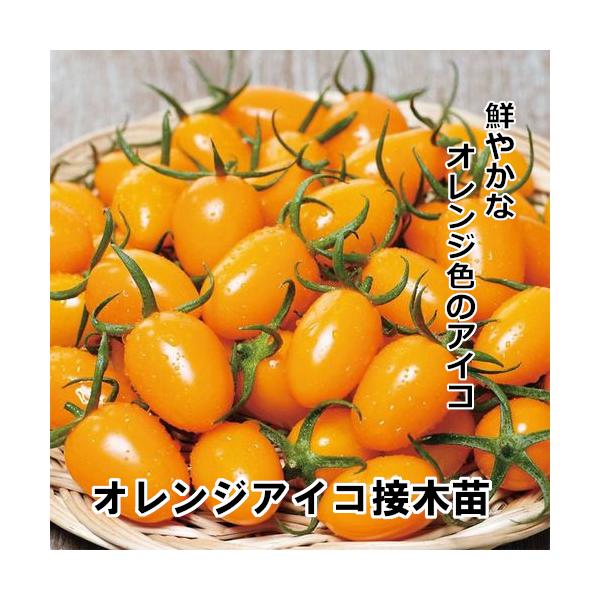 【発売日：2026年03月15日】9cm　-接木苗　Bバリア台木使用甘みと酸味が絶妙なバランス！鮮やかなオレンジが食卓を彩る。赤色と黄色のアイコ同様、肉厚でゼリーの少ない、甘みと酸味のバランスがよいプラム形ミニトマトです。実付きがとてもよく...