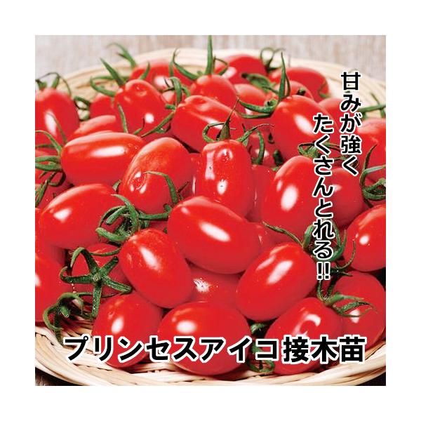 【発売日：2026年03月15日】9cmポット　【配送：５月６日け〜】接木苗　台木には青枯病に強いBバリアを使用しています。甘みが強く、食べだしたら止まらない「プリンセス アイコ」は甘みがとても強く皮が柔らかいのが特徴。通常のミニトマトが苦...