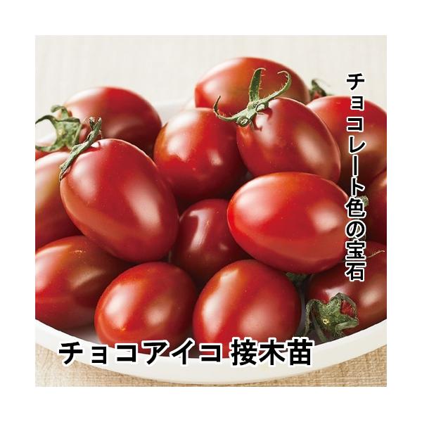 【発売日：2026年03月15日】9cmポット　-接木苗　酸味が少なく甘みが強いので、フルーツのような濃厚な味わいが楽しめます。形と色: 愛らしいラグビーボールのような長卵形で、一般的なミニトマトとは異なるユニークな見た目をしています。果皮...