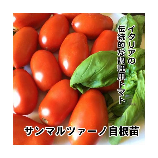 【発売日：2026年03月15日】【重要】 固定種のため、稀に実の形が異なる「異型株」が発生します。苗での判別は困難なため、品種の特性としてご理解の上、お買い求めください。9ｃｍ　自根苗-品種：サンマルツァーノ2　（固定種）    ヴェスヴ...