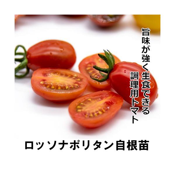 【発売日：2026年03月15日】9cmポット　-実生苗　自根苗    イタリアの天才育種家マウロ氏が日本人向けに開発した調理用ミニトマト    高糖度で生食にも向く赤色ミニトマト。    優しい甘口で調理・加工にも最適です。    1果房...