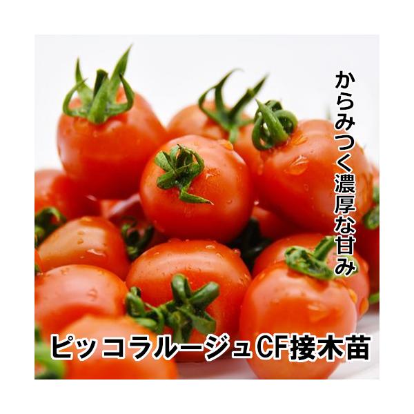 【発売日：2026年03月15日】【確認事項】この品種は「芯どまり」が発生しやすい性質があります。出荷段階での判別は困難ですが、発生した場合は「わき芽」を伸ばすことで問題なく収穫が可能です。品種の特性（生理現象）であることをご理解のうえ、ご...