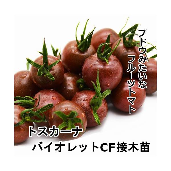 【発売日：2026年03月15日】9ｃｍポット　-    赤紫（バイオレット）色ミニトマト。アントシアニン含有。    葡萄のような食感。酸味があり、Brixは7〜9％。    中晩性、中大葉でやや伸びる。おう盛で、花数は20花/房程度  ...