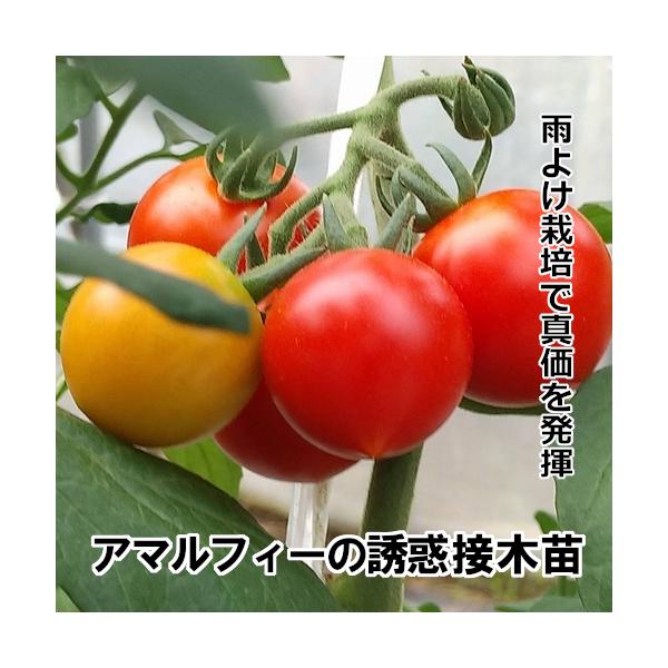 【発売日：2026年03月15日】9ｃｍポット　-水分を控えて栽培する事で、真価を発揮します。コンテナや大型プランターまたは雨よけハウスで育ててください。赤色の中玉トマト、また探したくなる官能的な美味しさ。一果房あたり10〜15花とムダ花が...