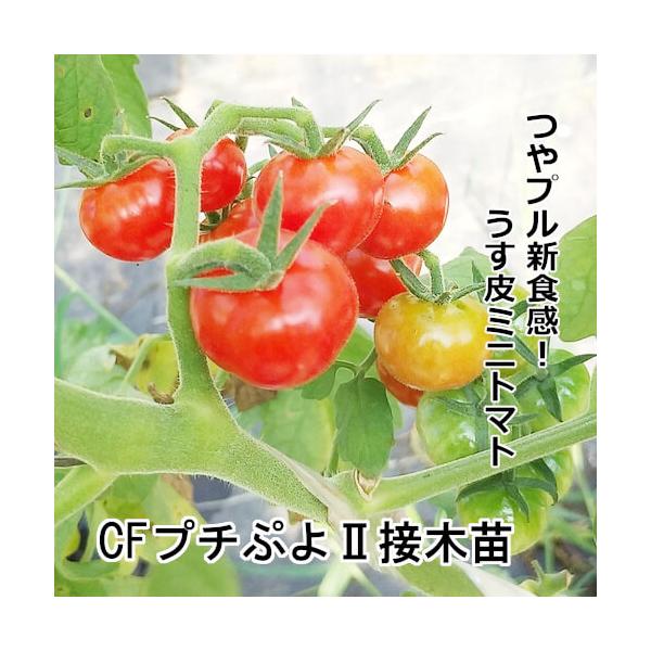 【発売日：2026年03月15日】9ｃｍ　接木苗　-    果皮が極薄で 赤ちゃんのほっぺのような新食感のミニトマトです。    糖度が高くトマトの風味に富んで食味は抜群です。    果実は赤色で 強い光沢があり見栄えがします。    葉か...