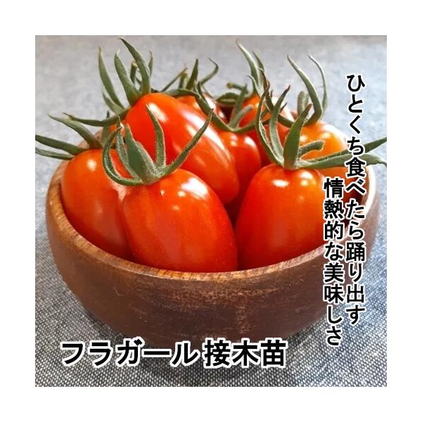 【発売日：2026年03月15日】【確認事項】この品種は「芯どまり」が発生しやすい性質があります。出荷段階での判別は困難ですが、発生した場合は「わき芽」を伸ばすことで問題なく収穫が可能です。品種の特性（生理現象）であることをご理解のうえ、ご...