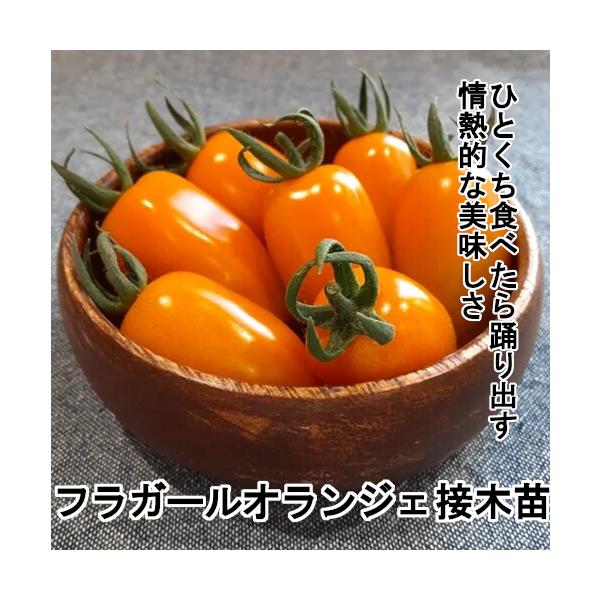 【発売日：2026年03月15日】9ｃｍ　ポット　接木苗甘味と酸味のバランスが良い美味しいトマトです。無理な水切りなしでも甘くなります。株にヘタを残して果実だけを収穫します。フルーツより甘くプリッとした食感でジューシーです。樹勢を保つため、...
