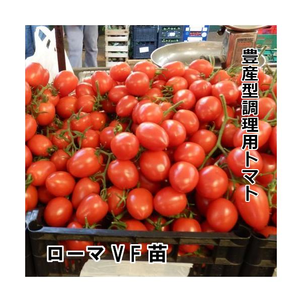 【発売日：2026年03月15日】9cmポット　-自根苗　（実生苗） 1950年代アメリカで開発されたトマトの耐病性品種です。 中早生種、平均果重70-80ｇの洋ナシ型の実を付けます。 草丈はそれほど大きくならず、支柱を必要としないタイプで...