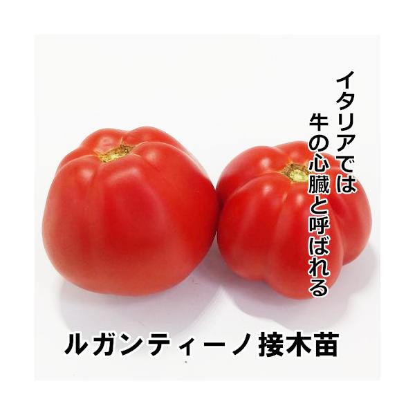 【発売日：2026年03月15日】9ｃｍポット　接木苗-日本のトマトにはない「ねっとり」とした食感で、からみ付くような甘みと旨味を感じます。イタリアでは「牛の心臓」とも呼ばれるユニークな巾着型トマト果重は 200〜240g で、果実が少し色...