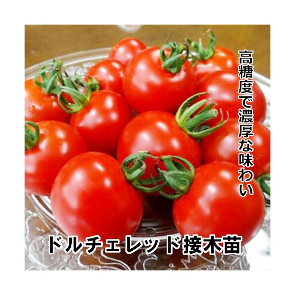 【発売日：2026年03月15日】9ｃｍポット　接木苗-単為結果性なので高層階のベランダや気象条件の悪い時期でも着果しやすい高糖度の薄皮ミニトマト。濃厚な甘みで口当たりが良く、ドルチェとしても食べられるミニトマトです。■ドルチェレッド・単為...