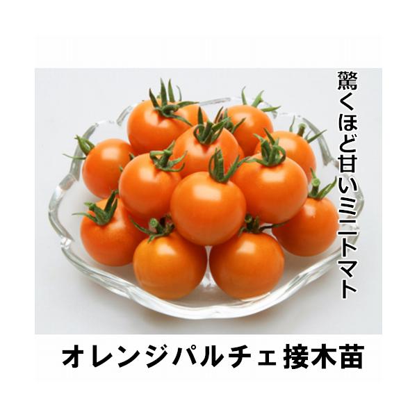 【発売日：2026年03月15日】9cmポット　-接木苗　台木には青枯病に強いBバリアを使用しています。果重15g位の丸玉。オレンジに近い黄色果。糖度は高く風味はとても良いです。低段位はシングル花房ですが、高段位はダブル花房となりやすく収量...