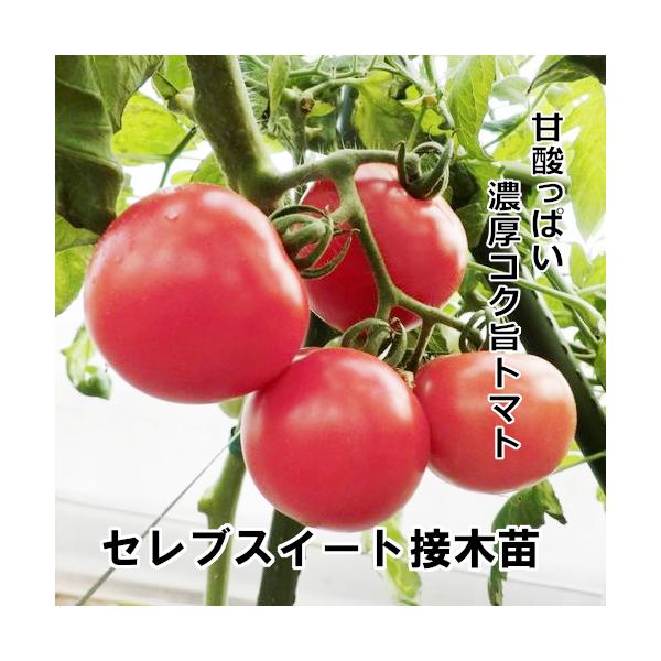 【発売日：2026年03月15日】9cmポット　-接木苗　台木には青枯病に強いBバリアを使用しています。    果重100ｇくらいで中玉より大きく、大玉より小振りな中大玉トマトです。    糖度8度以上もねらえる、甘みと酸味を兼ね備えた濃厚...