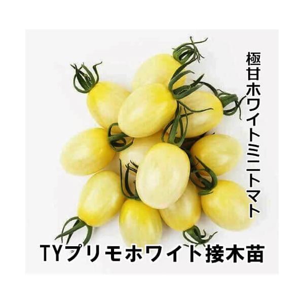 【発売日：2026年03月15日】9ｃｍポット接木苗　配送は５月６日け以降です。 白い果皮のプラム型ミニトマト品種。果重20g程度のミニトマト品種で糖度は10度前後酸味が少なく、非常に美味しい。早生品種で、花数多く収量性優れる。トマト黄化葉...