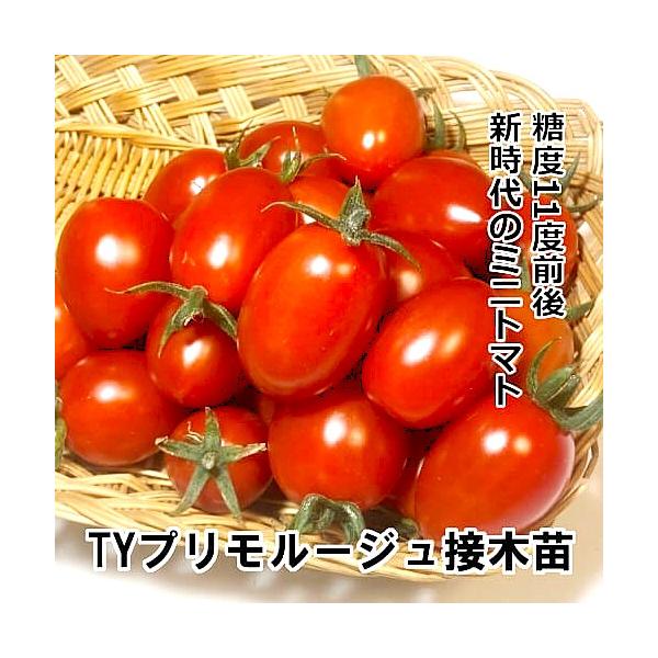 【発売日：2026年03月15日】【確認事項】この品種は「芯どまり」が発生しやすい性質があります。出荷段階での判別は困難ですが、発生した場合は「わき芽」を伸ばすことで問題なく収穫が可能です。品種の特性（生理現象）であることをご理解のうえ、ご...