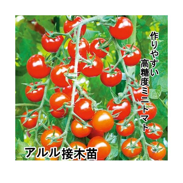 【発売日：2026年03月15日】9ｃｍポット接木苗　-糖度が8〜11度と高く、甘味と適度な酸味のバランスがよいのが特徴です。特別な栽培をせずに糖度が高くなり、極めて甘い適度な酸味が加わり、後味を引く芳醇な味果皮は薄く、口に残らず、極めて美...