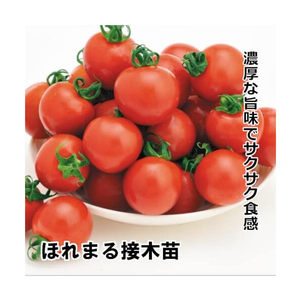【発売日：2026年03月15日】9ｃｍポット接木苗　-今までにない新食感のミニトマト。果皮の歯ざわりがよく、ゼリーが少なめなので、サクサクとした食感が楽しめる。味は濃厚で、甘味がある。裂果は比較的少ない。果重25g程度に揃う。葉カビ病（C...