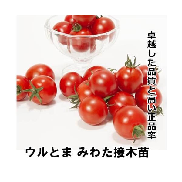 【発売日：2026年03月15日】9ｃｍポット接木苗　-裂果に強くて、たくさんとれて、おいしいミニトマトウルとま・・・正品率が高く、食味が良い！極みにたどり着いたトマト草姿草勢は中程度。中葉で節間はやや長い。伸長性があり異常茎の発生はほぼ見...