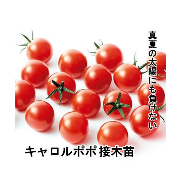 【発売日：2026年03月15日】9cmポット　【配送：５月６日け〜】接木苗　台木には青枯病に強いBバリアを使用しています。高温期でも着果が安定、果実の割れや軟果に強く、食味、作業性もよい。果実のそろいがよく、コクと酸味のバランスが取れたお...