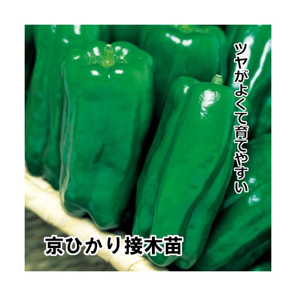 【発売日：2026年03月15日】9ｃｍポット　-ピーマンの接木苗ビタミンC含有量は、トマトの約4倍！家庭菜園で育てて、たくさん食べましょう。果色は濃緑でツヤがあり、気温の低い時期でも果実の太りが良く高品質です。草勢は比較的強く、栽培後半に...