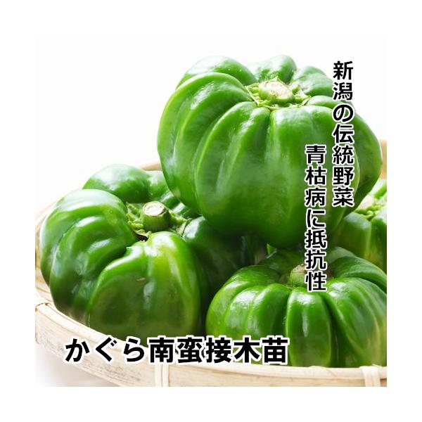 【発売日：2026年03月15日】9ｃｍポット接木苗-台木に【台ちから】を使用。青枯病、疫病に抵抗性があります。新潟中越 魚沼地方に伝わる俵型の南蛮古くから新潟県中越、魚沼地方で栽培されていました。ゴツゴツとした四角いピーマン型の辛ナンバン...