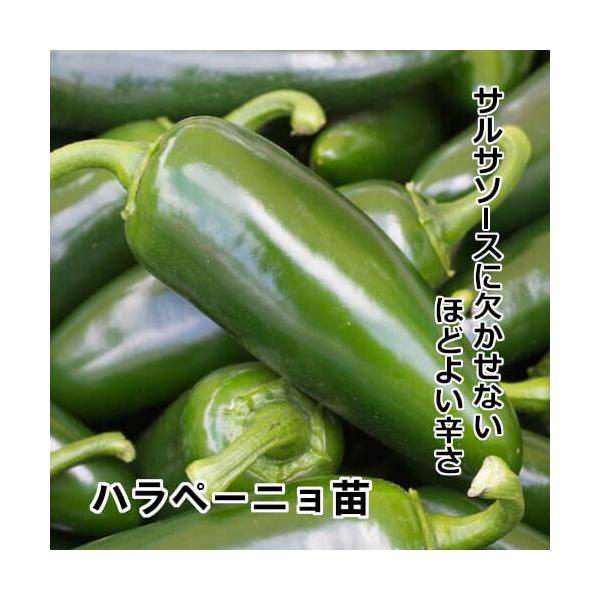 【発売日：2026年03月15日】9ｃｍポット　自根苗（実生苗）　-メキシコ料理のサルサソース作りには欠かせないハラペーニョ。中程度のほどよい辛さです。定植場所は日照時間が５〜６時間は必要。但し夏場に１日中、日があたると落花の原因(高温状態...