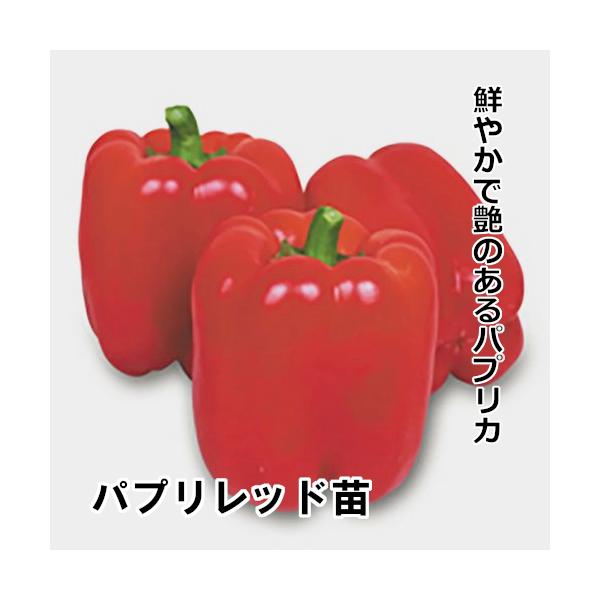 【発売日：2026年03月15日】9ｃｍポット　自根苗（実生苗）-草姿は半立性で、草勢はやや旺盛で栽培容易です。果実はベル形で果重220〜240g位、鮮やかなツヤのある赤色に色づく完熟収穫用のカラーピーマンです。果肉は肉厚で柔らかく甘味があ...