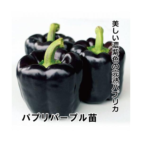 【発売日：2026年03月15日】9ｃｍポット　自根苗（実生苗）-果実が大きく果重があるので、1度に多く着果させず、樹勢を見ながらバランスよく着果させる。樹勢を保つために、早めに追肥・かん水を行うことが大切です。果形はベル型で、果長11cm...