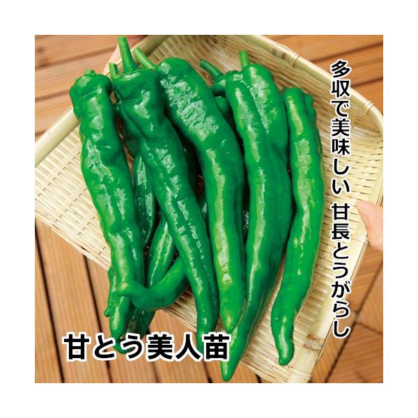 【発売日：2026年03月15日】9ｃｍポット　自根苗（実生苗）　-揃いがよく、作りやすい甘長トウガラシ。果実は大きく、曲がり果の発生が少なくて高品質。肉質がやわらかく、食味と風味に優れる。辛味果の発生は比較的少ない。万願寺とうがらしより低...