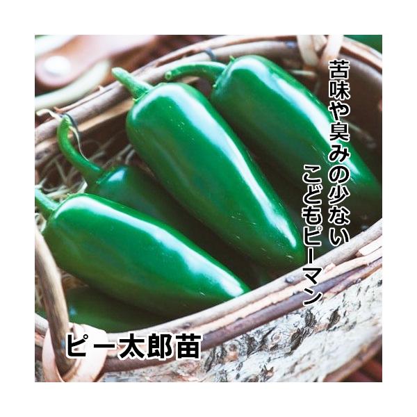 【発売日：2026年03月15日】9ｃｍポット　自根苗（実生苗）-果皮に小ヒビが入った頃が収穫の適期です。今までに無いまったく新しいピーマンです。果実の表面に少しヒビが入った頃に収穫します。ピーマン嫌いの原因の苦みや匂いが少なく、甘みのある...