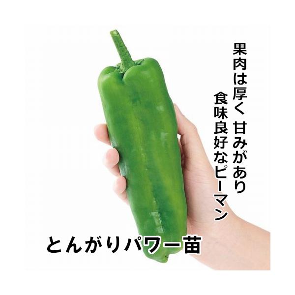 【発売日：2026年03月15日】9ｃｍポット　自根苗（実生苗）-果長15cm、果径4cm、果重70g前後より収穫期となります。果実は鮮緑色で光沢がある。果肉は3〜4mmと厚く、甘みがあり食味は良好。ヘタの下に種子がまとまるので取り出しやす...