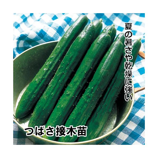 【発売日：2026年03月15日】9ｃｍポット　-照り輝きのある濃緑果実！夏の暑さや病気に強い！耐暑性と耐病性が特に強い夏秋用の短形白イボキュウリ。草勢が強く側枝の発生がよい。濃緑で光沢があり良質で、高温乾燥期にも色あせしにくい。強い草勢で...