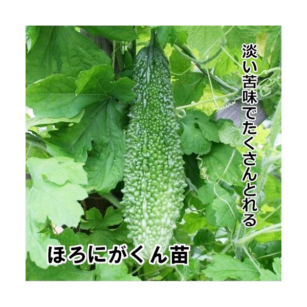 【発売日：2026年03月15日】9ｃｍポット　自根苗（実生苗）-グリーンカーテンに最適！育ちが速くたくさんの葉が茂ります。　　超大型で果長 約30〜35cm。果重は平均で約500gになります。肉厚で食味が良いので、サラダやチャンプルーの具...
