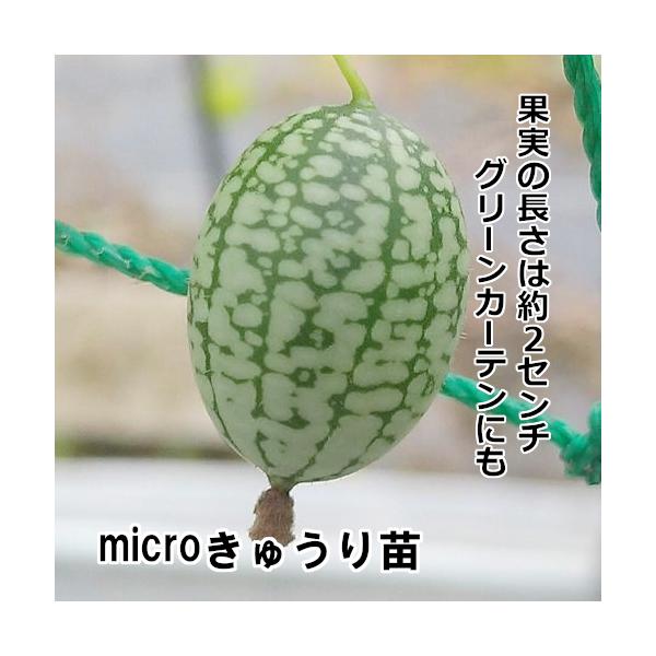 【発売日：2026年03月15日】9ｃｍポット　自根苗（実生苗）きゅうりメロン苗小さな可愛い実をたくさんつけるキュウリです。実の大きさは約２センチで、スイカのような模様です。さわやかな香りと酸味の感じられる実を、ピクルス・サラダなどに利用し...