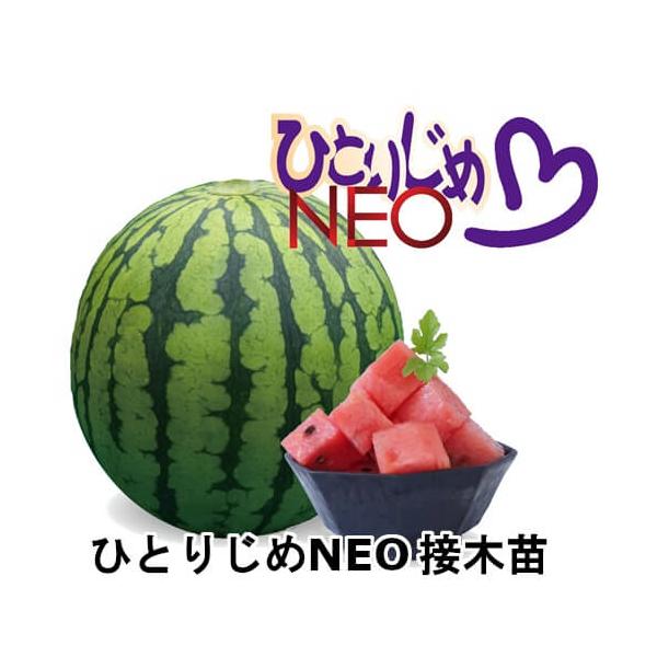 【発売日：2026年03月15日】9ｃｍポット　接木苗　FRきずなカンピョウ台木使用。糖度が上がりやすく、14度以上も望める。・草勢は中〜やや強で、雌花の着生がよく着果揃いがよい。・果皮は2mm前後で薄いが、硬めで栽培中の生理裂果が少なく、...