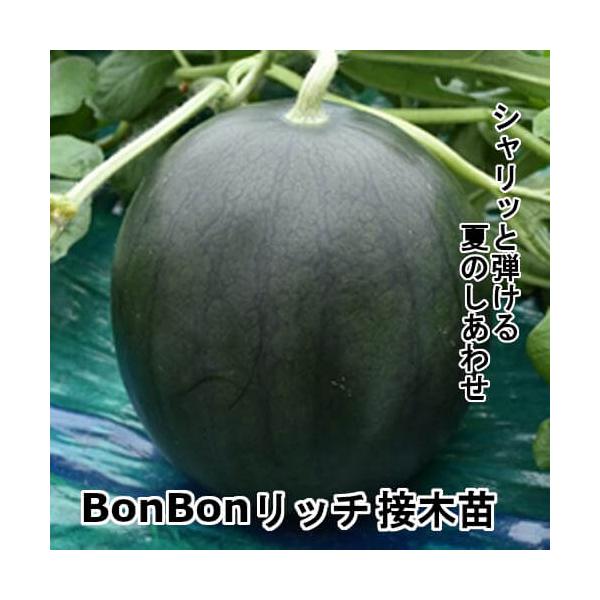 【発売日：2026年03月15日】9ｃｍポット　接木苗　FRきずなカンピョウ台木使用。BonBonリッチは、大玉スイカのような強いシャリ感と高糖度が両立した黒皮の小玉スイカです。従来の「ひとりじめBonBon」の特長を受け継ぎつつ、さらに果...