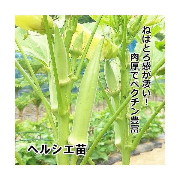 【発売日：2026年03月15日】9ｃｍポット　-粘りの強さが段違い「ヘルシエ」は機能性成分である水溶性ペクチンが、従来のオクラ「アーリーファイブ」に比べ2倍の含有量があります。オクラ特有の粘りが強く、回転粘度計による計測では3倍程度の粘度...
