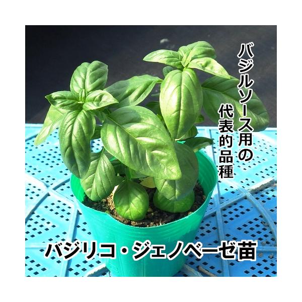 【発売日：2026年03月15日】9cmポット　-和名をメボウキというシソ科の一年草で、株全体に高貴な甘い香りがある。耐暑性は比較的強く、日当たりのよい所を好む。草丈は30〜60cm程度で、よく分枝し、夏季、枝先に白〜淡紅色の花をつける。畑...