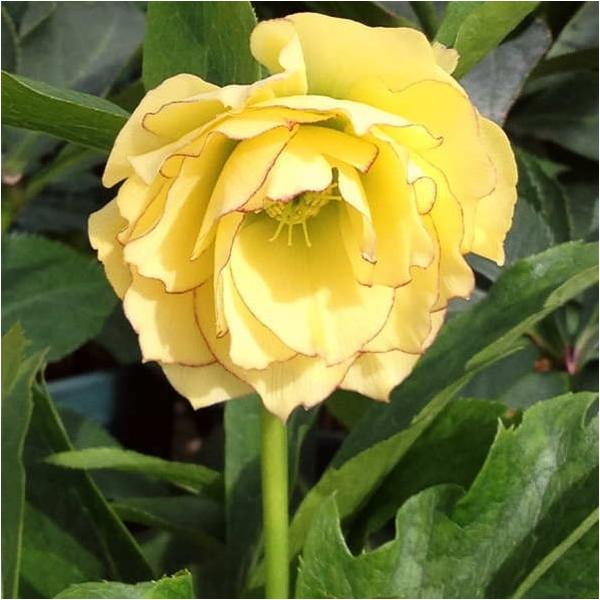 【発売日：2021年12月01日】[メリクロン　クリスマスローズ　伊勢みやびシリーズ　陽光(ようこう) とは]明黄色ダブル(八重咲き)に繊細な糸ピコが入る整型花です。滲みのない色合いで、上品な美しさが魅力です。非常に花立が良く小さな株でも花...