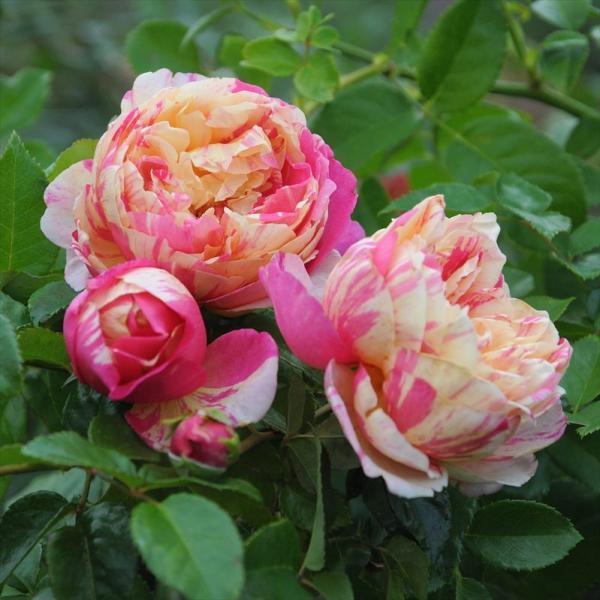 [エドゥアール・マネ]花色/淡い黄色とピンクの絞り花期/四季咲き香り/中香樹高・幅・樹形/1.8ｍ×1.2ｍ、シュラブ花径/8ｃｍ花形/カップ咲き＊種苗登録出願中＊淡い黄色に明るいピンクの絞りが華やか。中大輪のカップ先で花弁の先に時折切れ込...