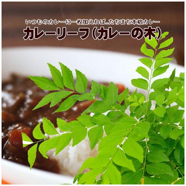 [本格カレーの味の決め手!カレーの木|カレーリーフ]カレーリーフ(カレーの木)の木の葉は、ちぎるとえも言えないコクのある香りが広がり、カレーの本場のインドやスリランカではスパイスとして必要不可欠です。日本では、乾燥した葉は流通しますが、生き...