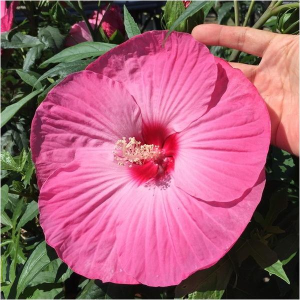 [タイタンビカス　レイア] 明るいピンクの花は25cm程もある巨大輪で、とても目立ちます。 草丈は1m程度のコンパクトサイズですが、横に枝が張ってどっしりした草姿になります。 花持ちが良く、6時頃まで萎れません。[タイタンビカスとは]タイタ...